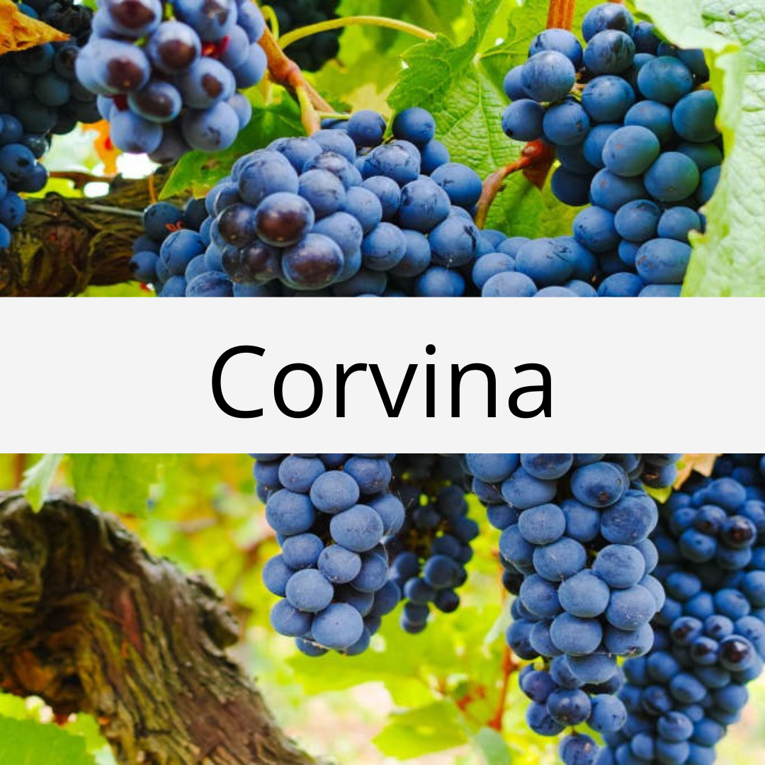 corvina grape origin