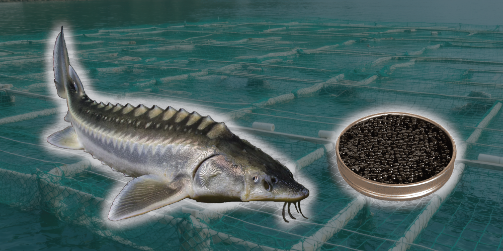How is Caviar Harvested? – Better with Age