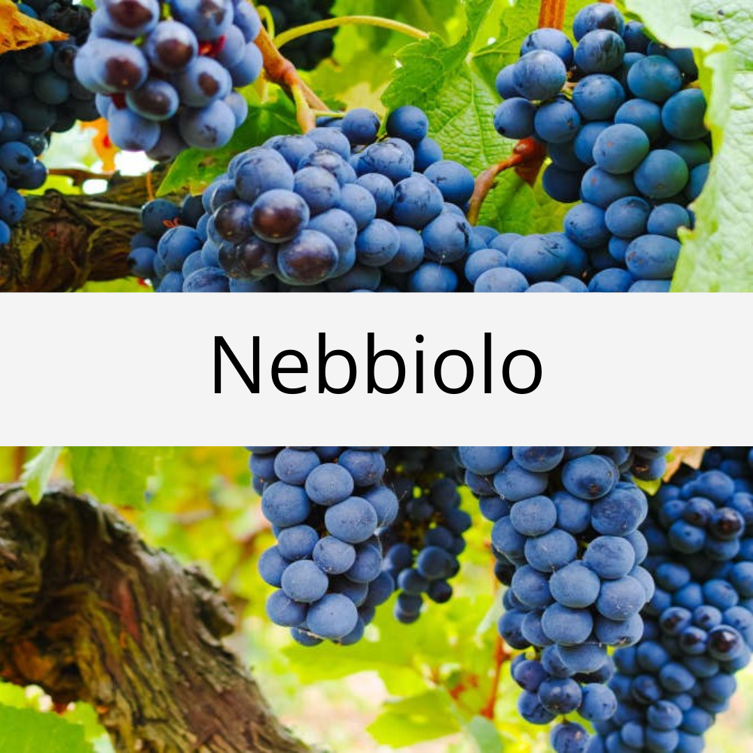 Nebbiolo – Better with Age